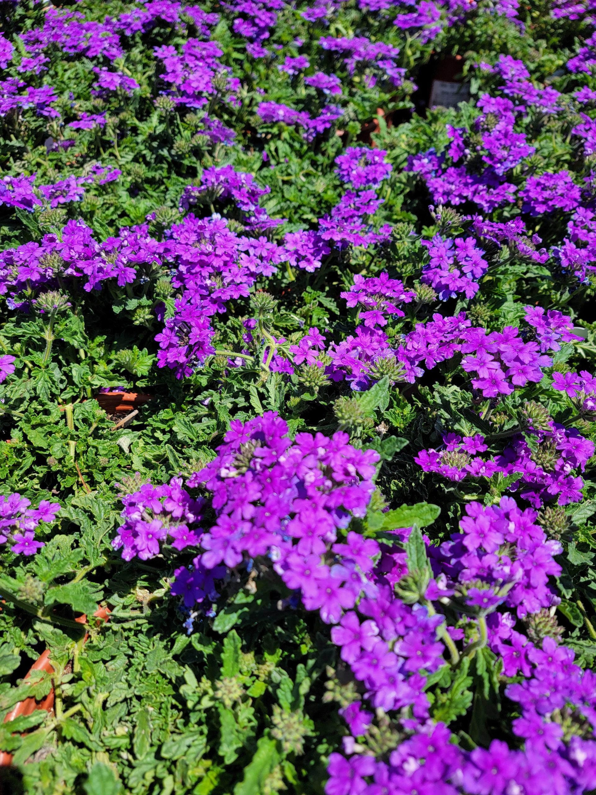 Verbena peruviana 'EnduraScape Blue' | Urban Tree Farm Nursery
