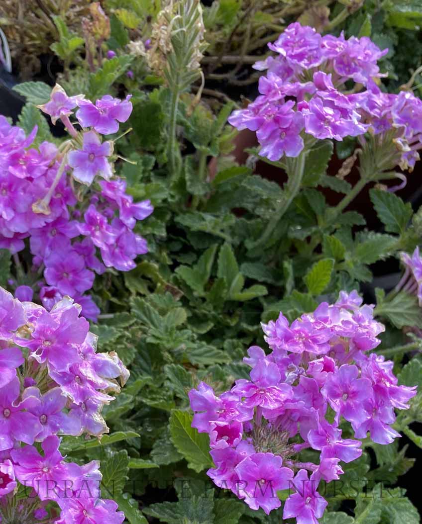 Verbena peruviana 'EnduraScape Pink Bicolor' | Urban Tree Farm Nursery
