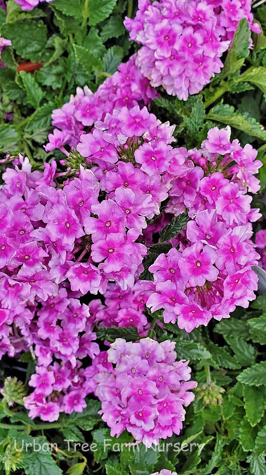 Verbena peruviana 'EnduraScape Pink Bicolor' | Urban Tree Farm Nursery