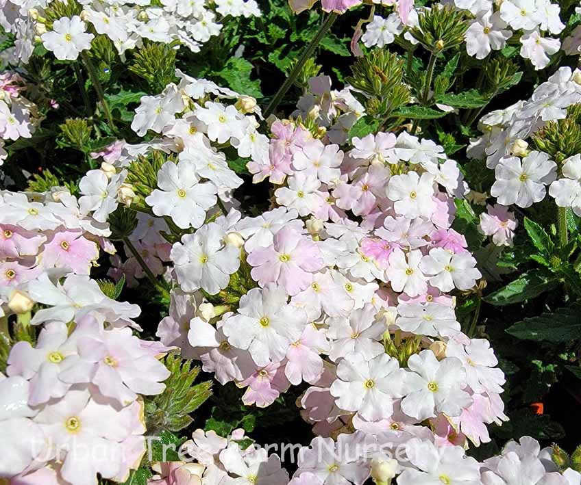 Verbena peruviana 'EnduraScape White Blush' | Urban Tree Farm Nursery