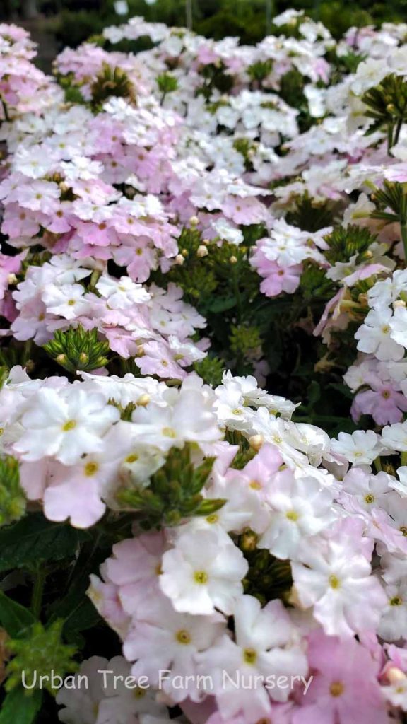 Verbena peruviana 'EnduraScape White Blush' | Urban Tree Farm Nursery