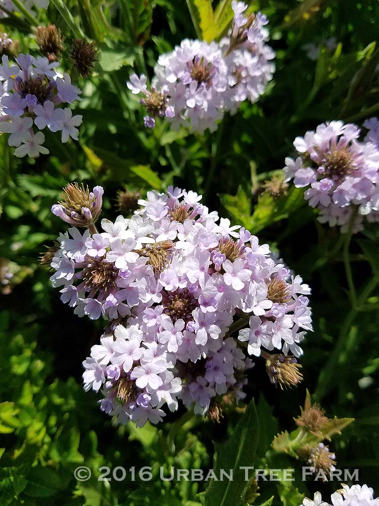 Verbena rigida 'Polaris' | Urban Tree Farm Nursery