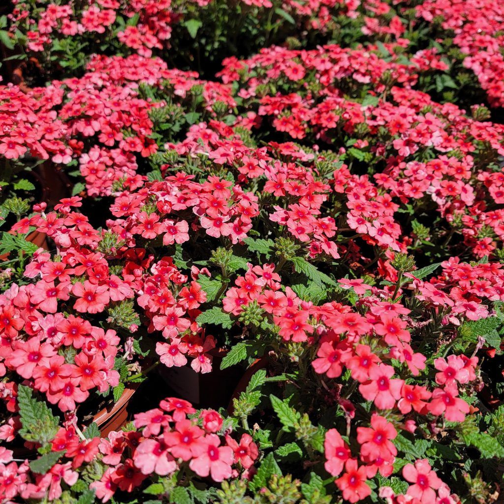 Verbena x 'Lascar Mango Orange' | Urban Tree Farm Nursery