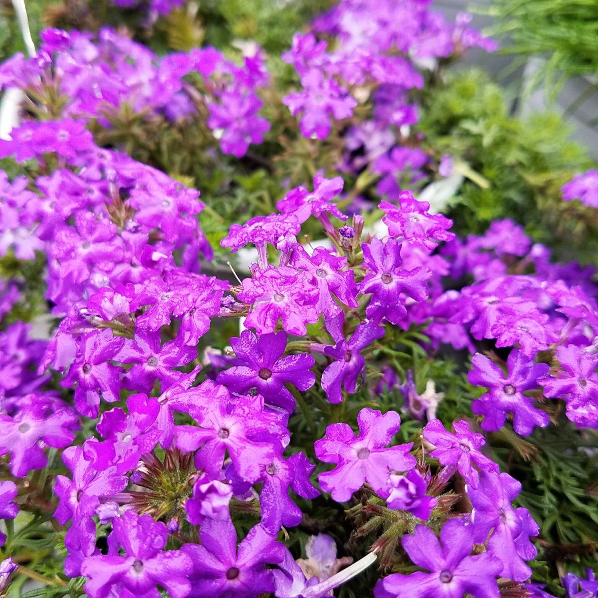 Verbena bonariensis 'Meteor Shower' | Urban Tree Farm Nursery