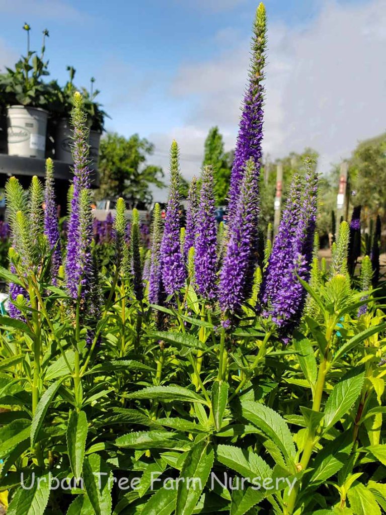 Veronica spicata 'Royal Candles' | Urban Tree Farm Nursery