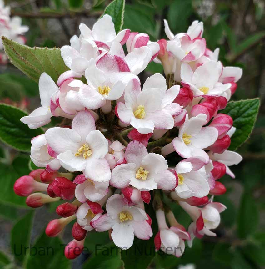 Viburnum burkwoodii 'Mohawk' | Urban Tree Farm Nursery
