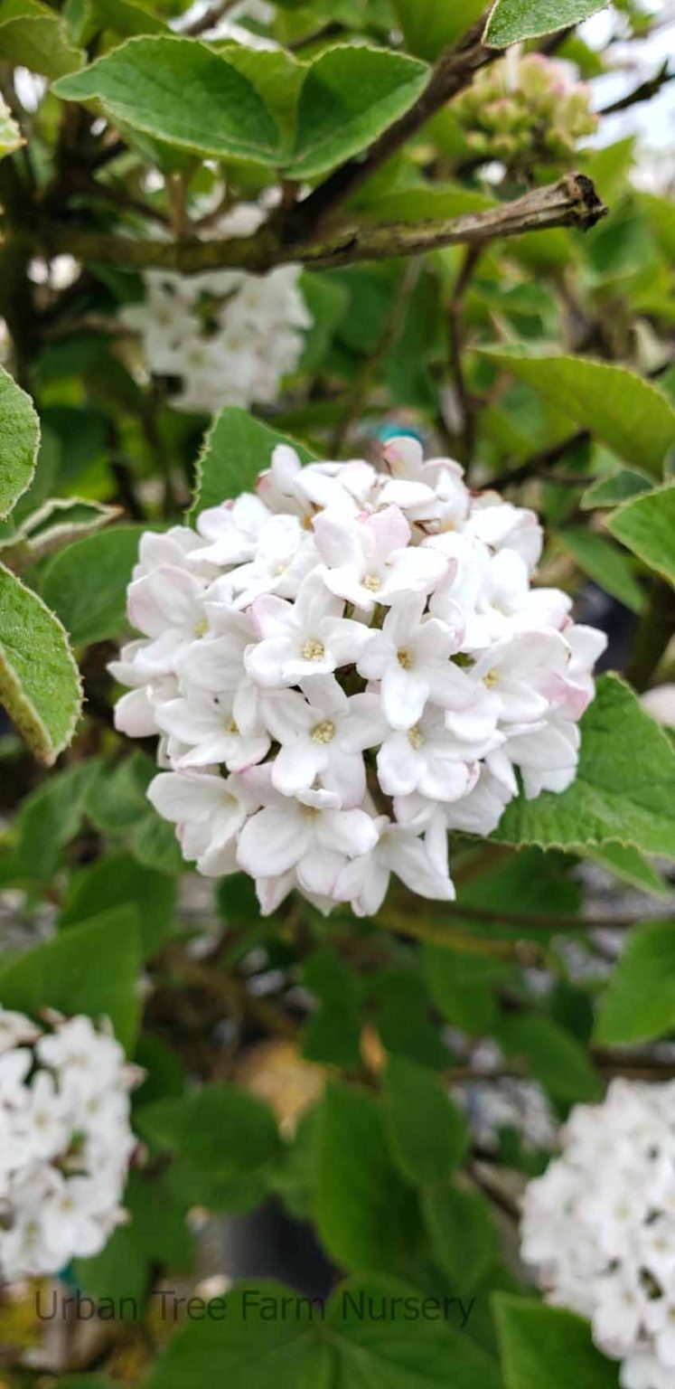 Viburnum carlesii 'Compactum' | Urban Tree Farm Nursery