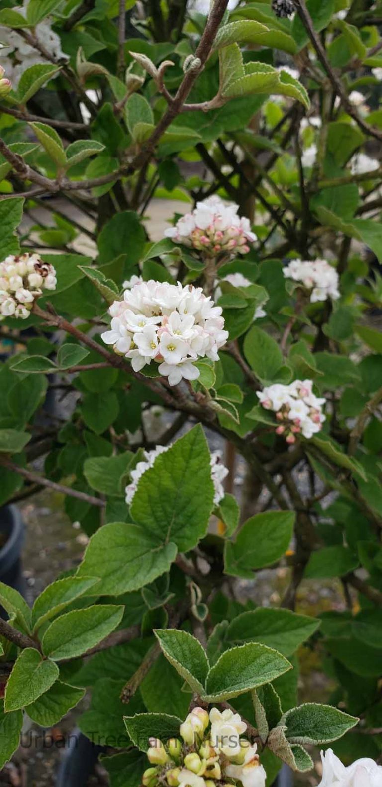 Viburnum carlesii 'Compactum' | Urban Tree Farm Nursery