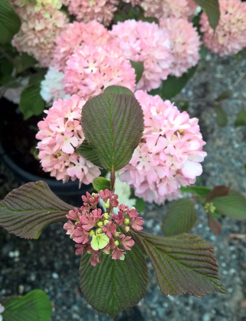 Viburnum plicatum 'Kern's Pink' | Urban Tree Farm Nursery