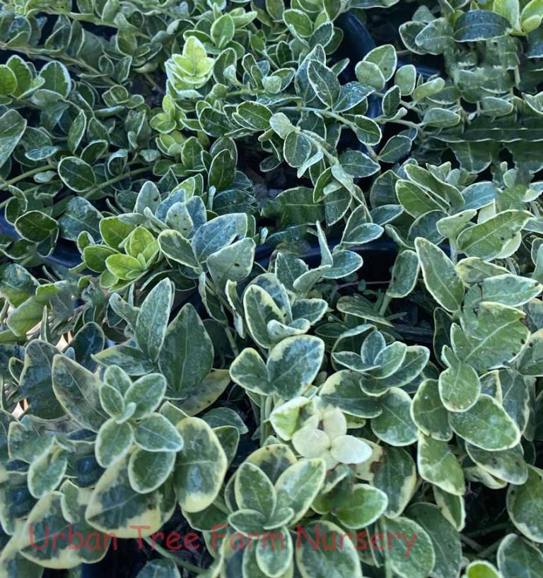 Vinca minor 'Sterling Silver' | Urban Tree Farm Nursery