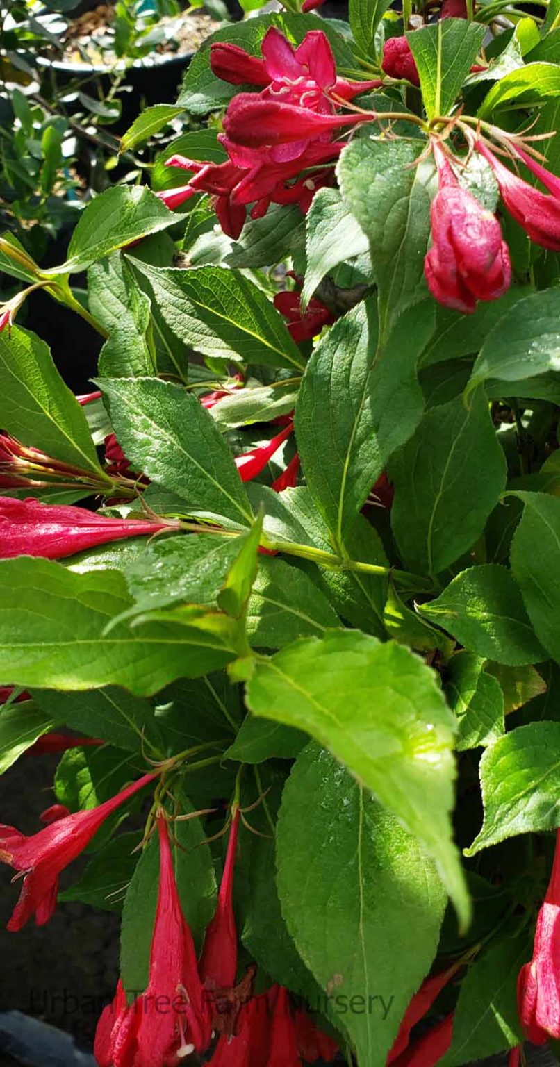 Weigela 'Red Prince' | Urban Tree Farm Nursery