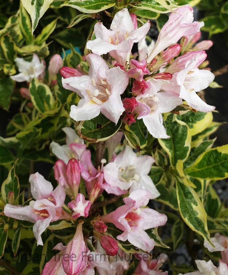 Weigela florida 'Variegata' | Urban Tree Farm Nursery