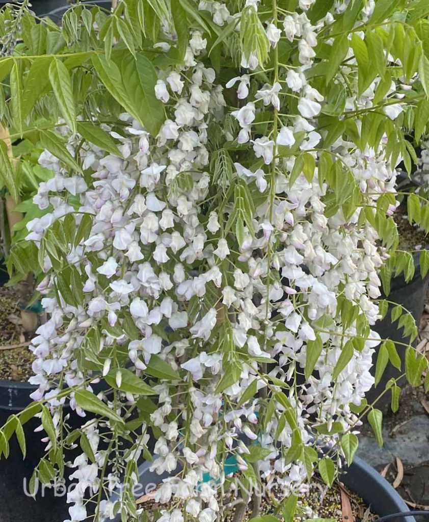 Wisteria floribunda 'Honi Beni' | Urban Tree Farm Nursery