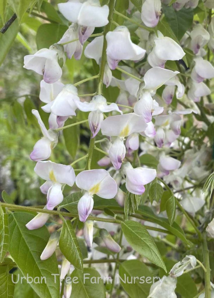 Wisteria floribunda 'Honi Beni' | Urban Tree Farm Nursery