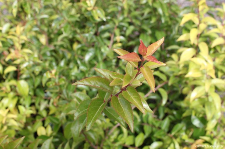 Xylosma congestum 'Compacta' | Urban Tree Farm Nursery