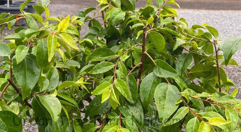Xylosma congestum 'Compacta' | Urban Tree Farm Nursery