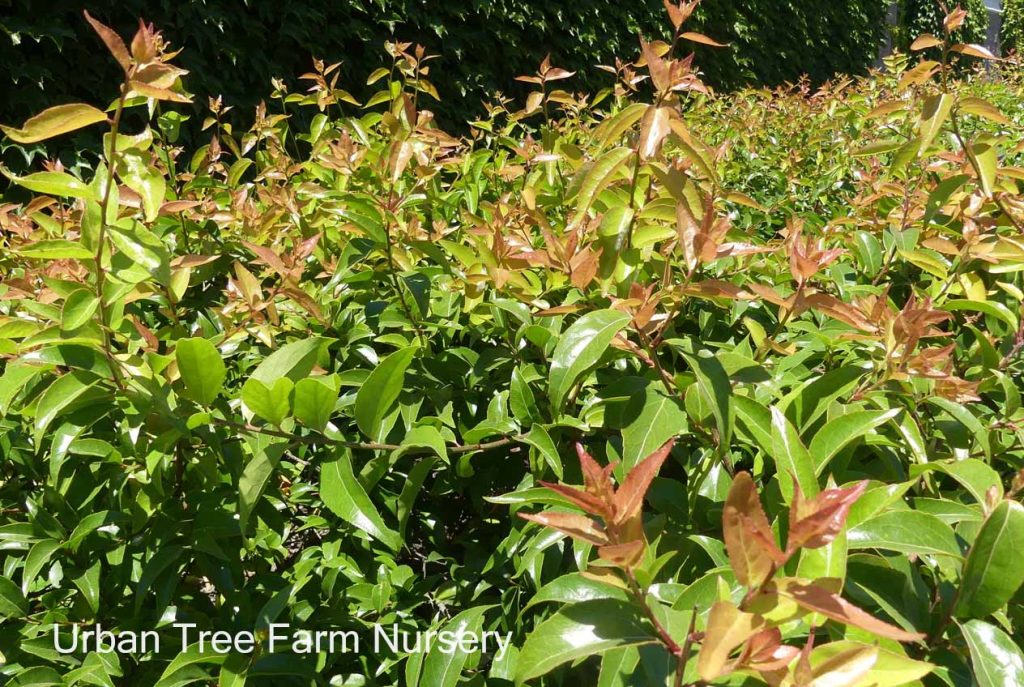 Xylosma congestum | Urban Tree Farm Nursery