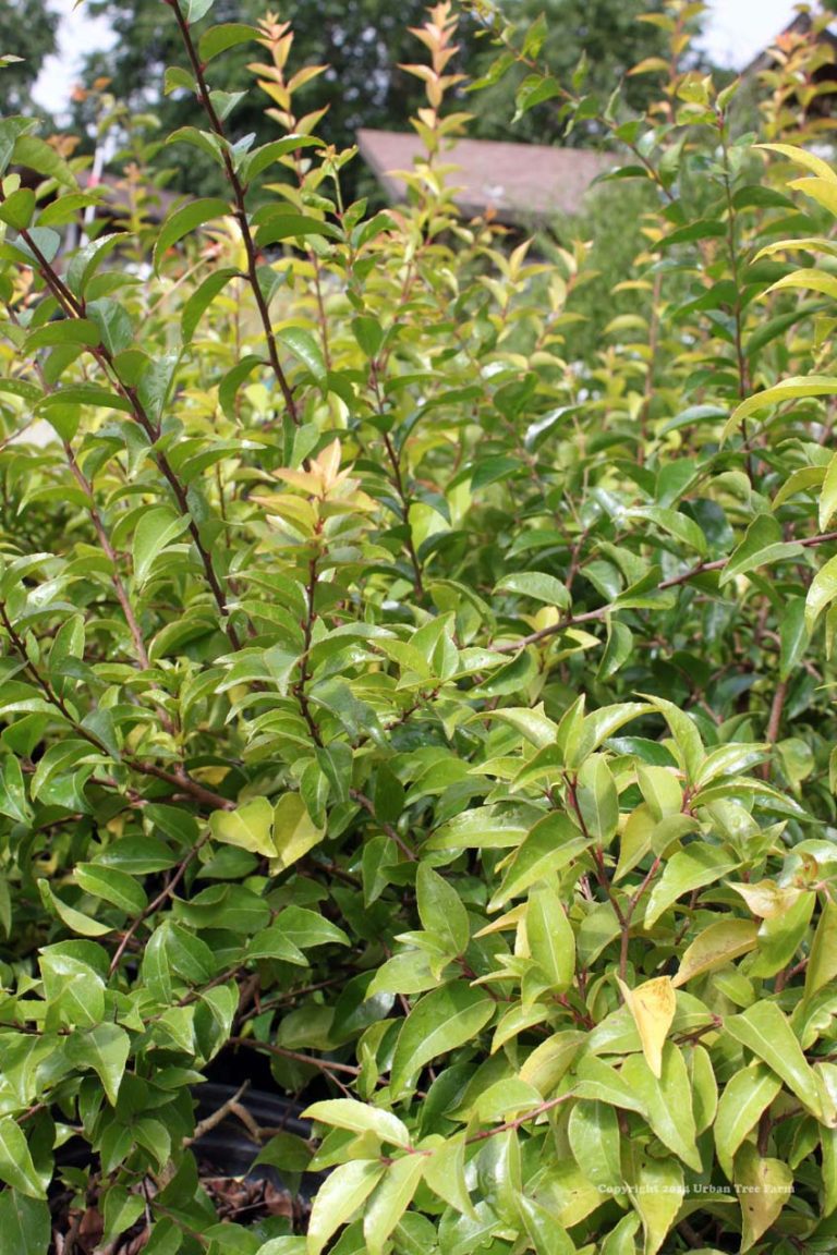 Xylosma congestum | Urban Tree Farm Nursery