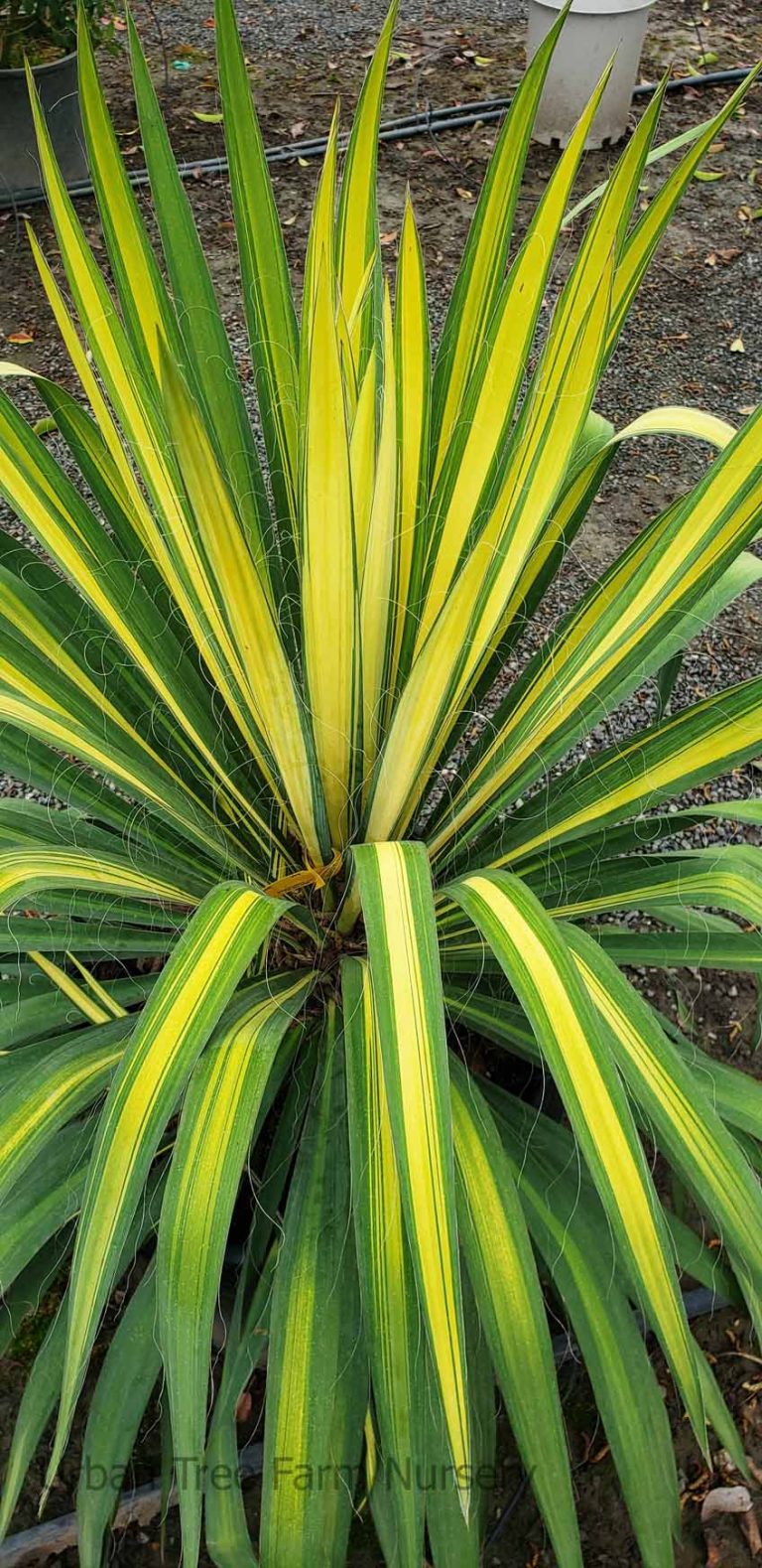 Yucca flaccida 'Golden Sword' | Urban Tree Farm Nursery