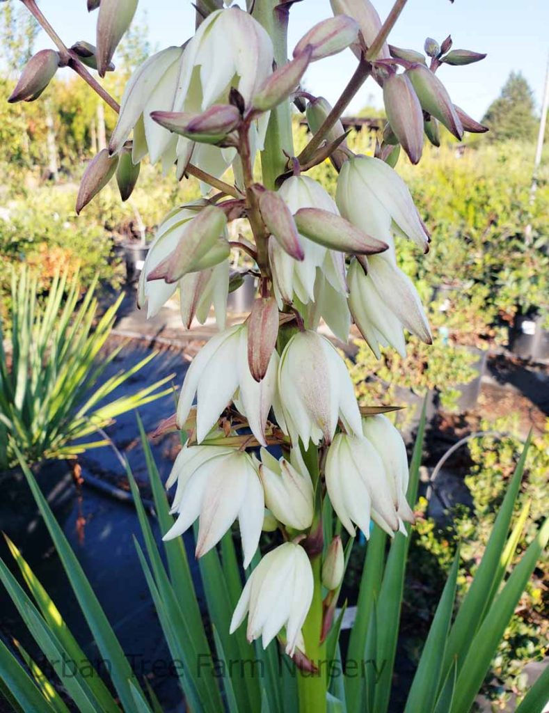 Yucca rigida 'Blue Sentry' | Urban Tree Farm Nursery