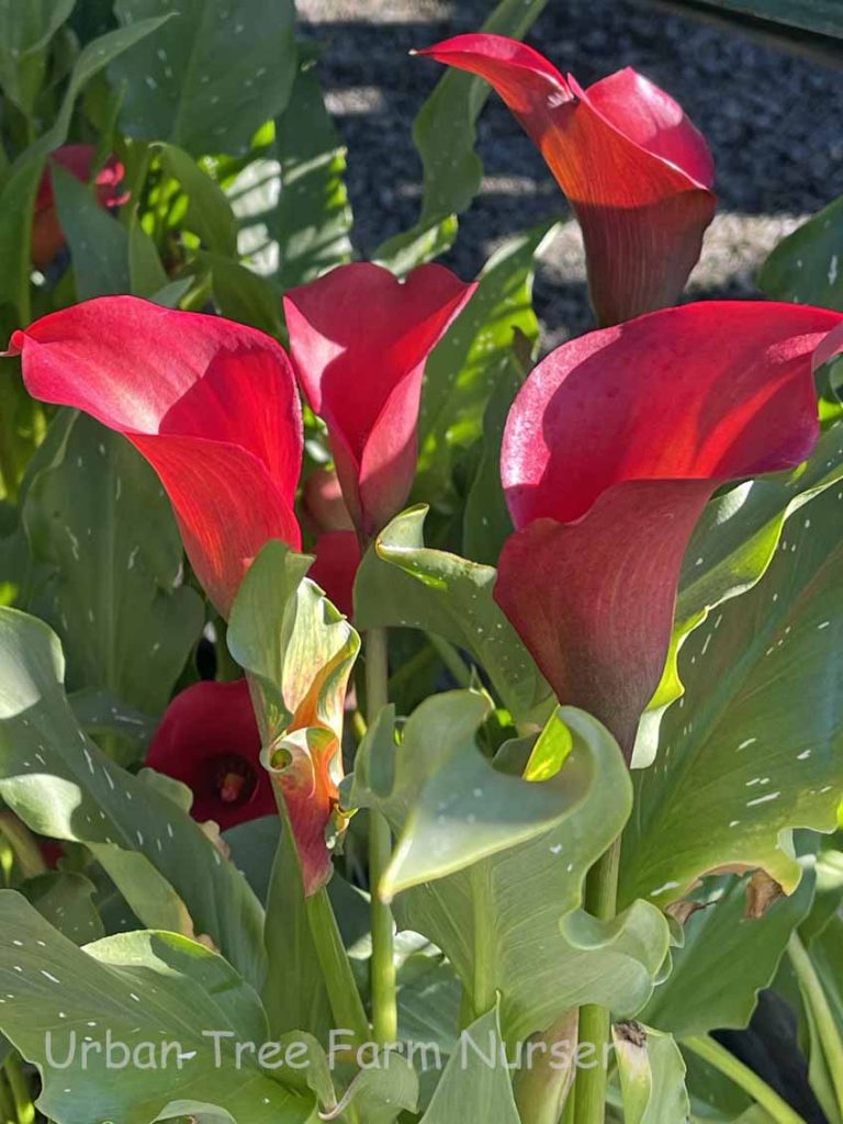 Zantedeschia x 'Captain Odeon' | Urban Tree Farm Nursery