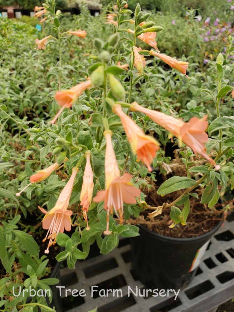 Zauschneria californica 'Marin Pink' | Urban Tree Farm Nursery