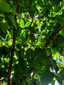 Zelkova serrata 'City Sprite' | Urban Tree Farm Nursery
