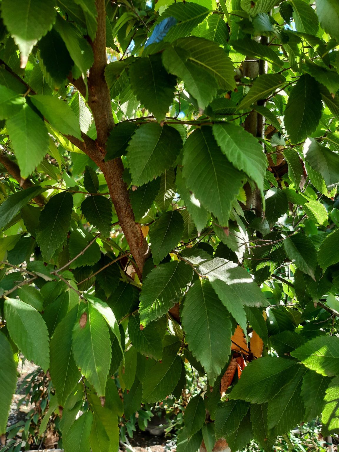 Zelkova serrata 'City Sprite' | Urban Tree Farm Nursery