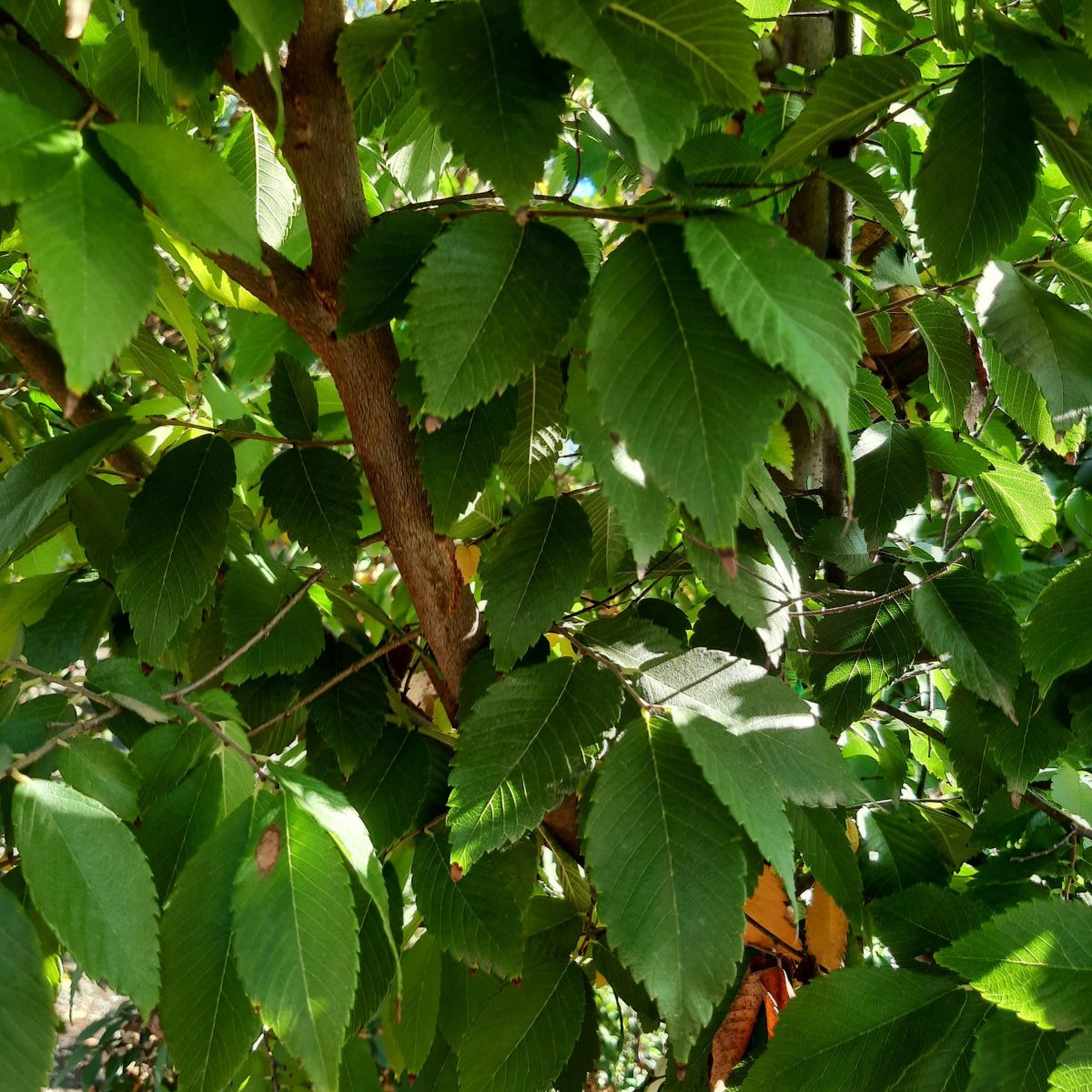 Zelkova serrata | Urban Tree Farm Nursery