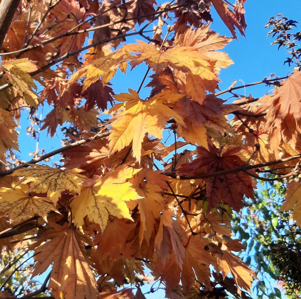 Acer japonicum 'Meigetsu' | Urban Tree Farm Nursery
