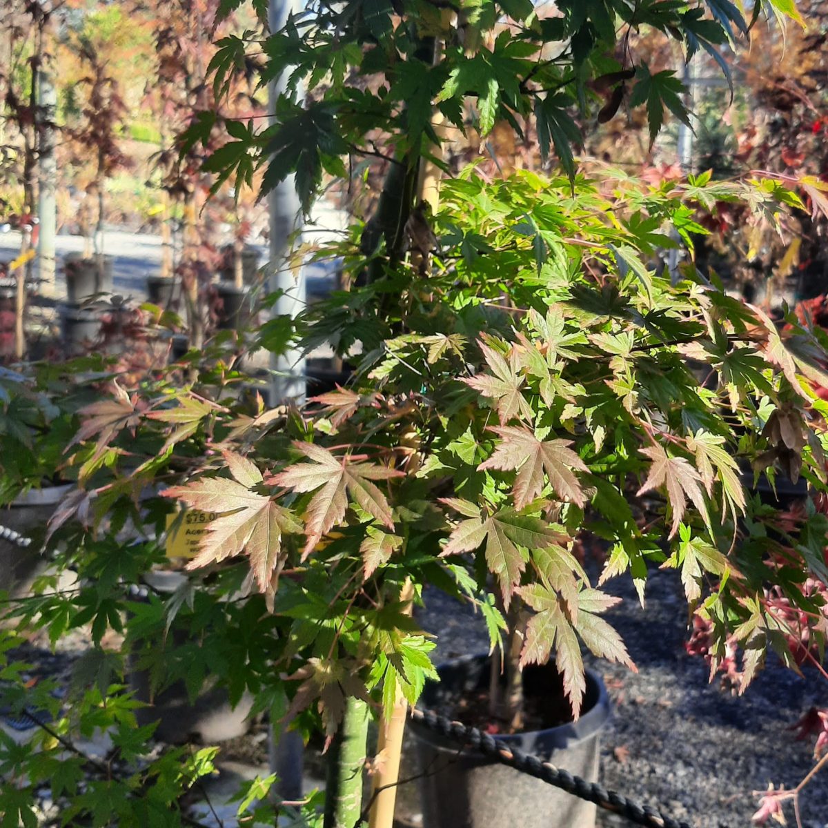 Acer palmatum MULTI | Urban Tree Farm Nursery