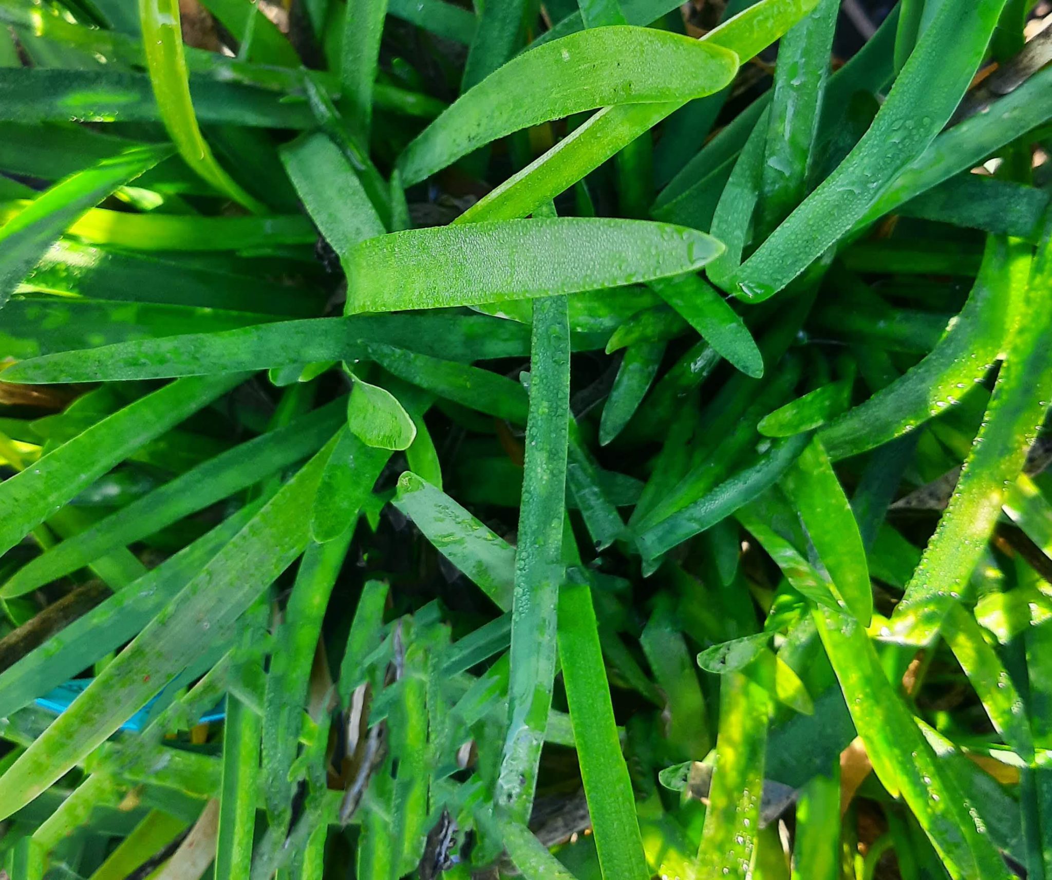Agapanthus 'Queen Anne' | Urban Tree Farm Nursery