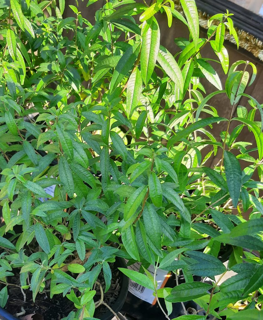 Aloysia triphylla | Urban Tree Farm Nursery