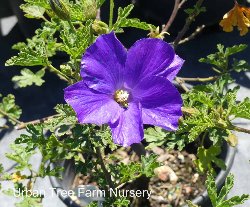 Alyogyne huegelii STD | Urban Tree Farm Nursery