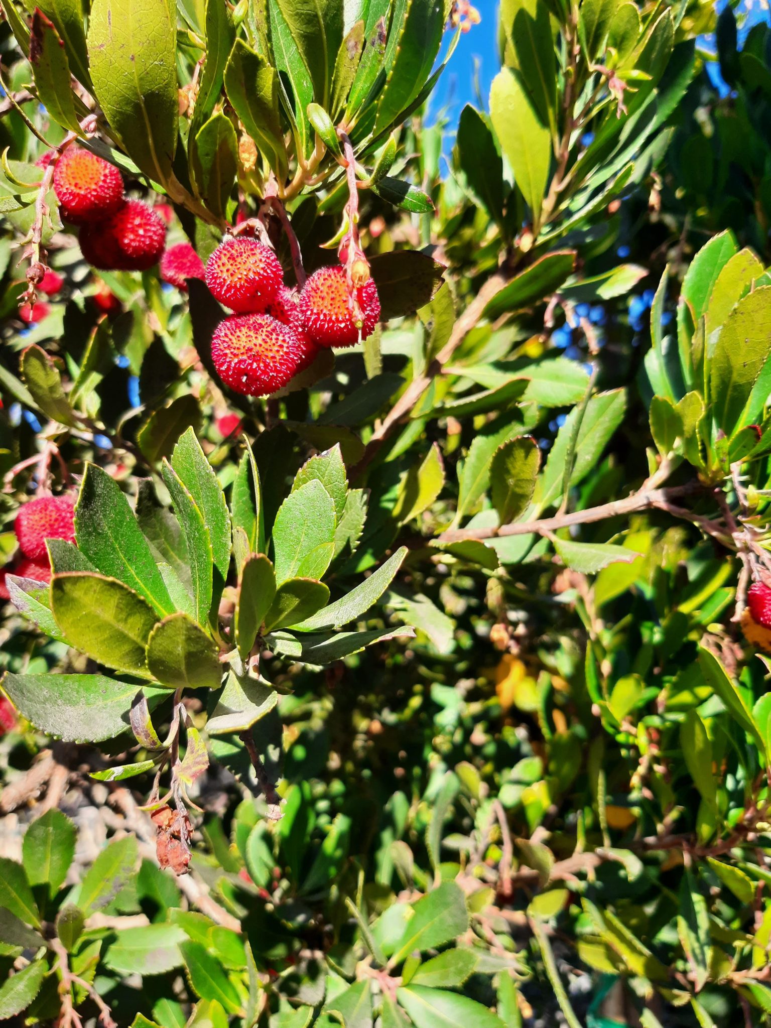 Arbutus unedo STD | Urban Tree Farm Nursery