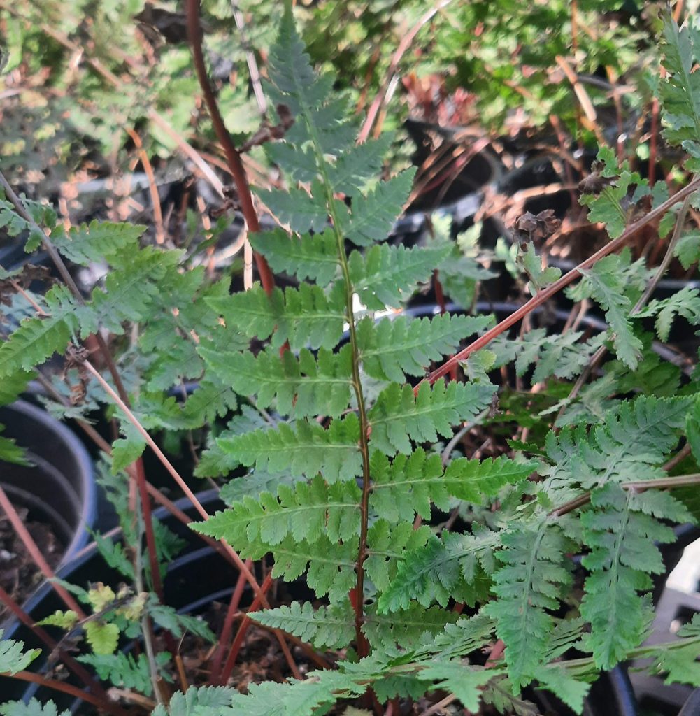 Athyrium filix-femina | Urban Tree Farm Nursery