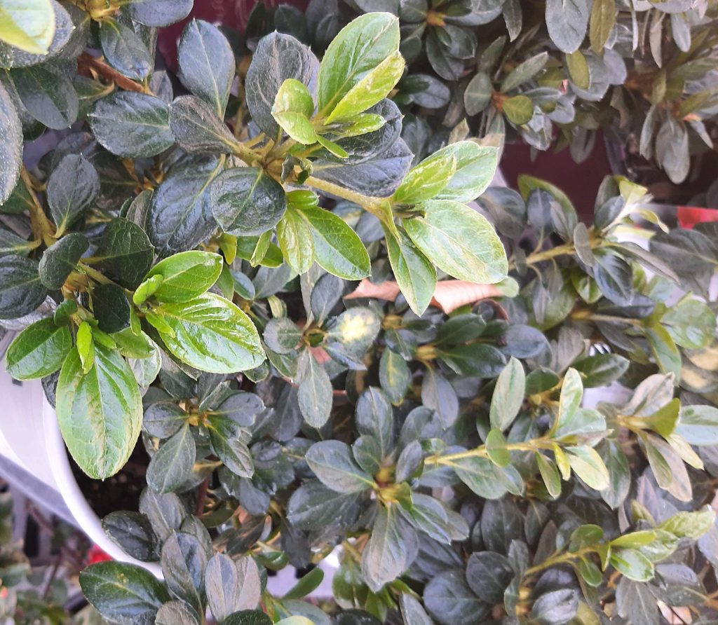 Azalea 'Green Glow' | Urban Tree Farm Nursery