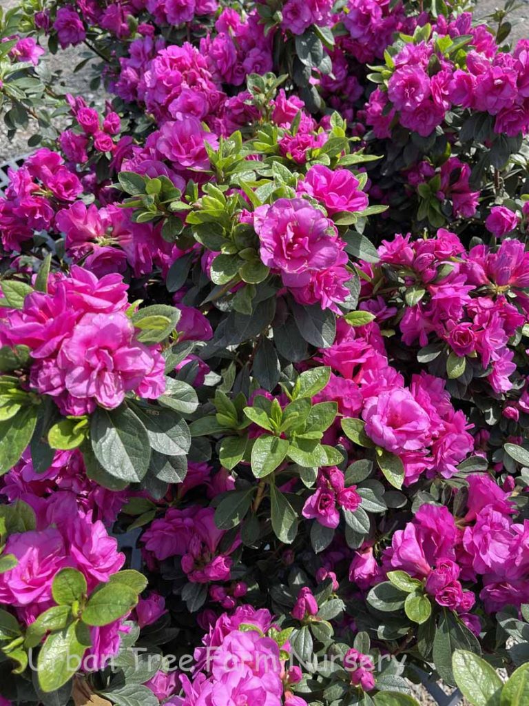 Azalea 'Happy Days' PATIO | Urban Tree Farm Nursery