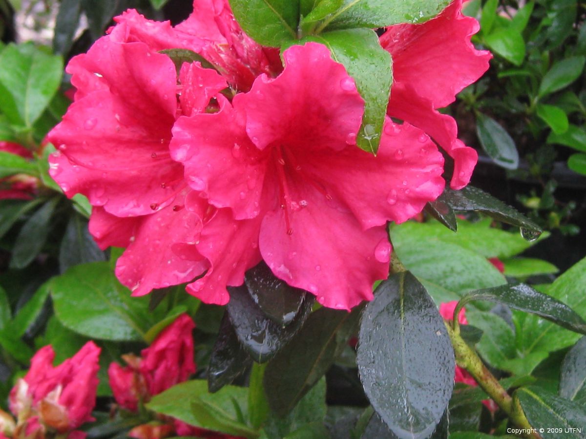 Azalea 'Red Bird' STD | Urban Tree Farm Nursery