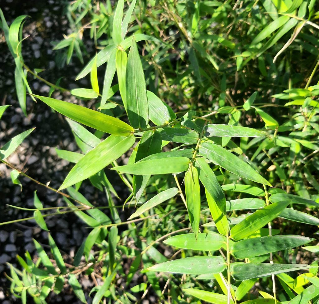 Bambusa multiplex glauc 'Golden Goddess' | Urban Tree Farm Nursery