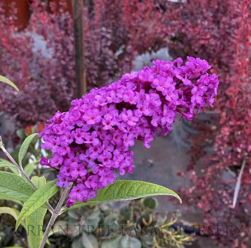 Buddleja davidii 'Royal Red' PATIO | Urban Tree Farm Nursery