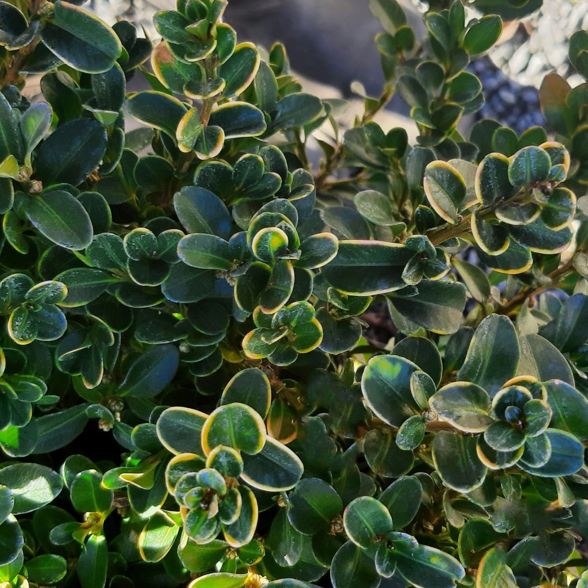 Buxus microphylla japonica 'Variegata' | Urban Tree Farm Nursery