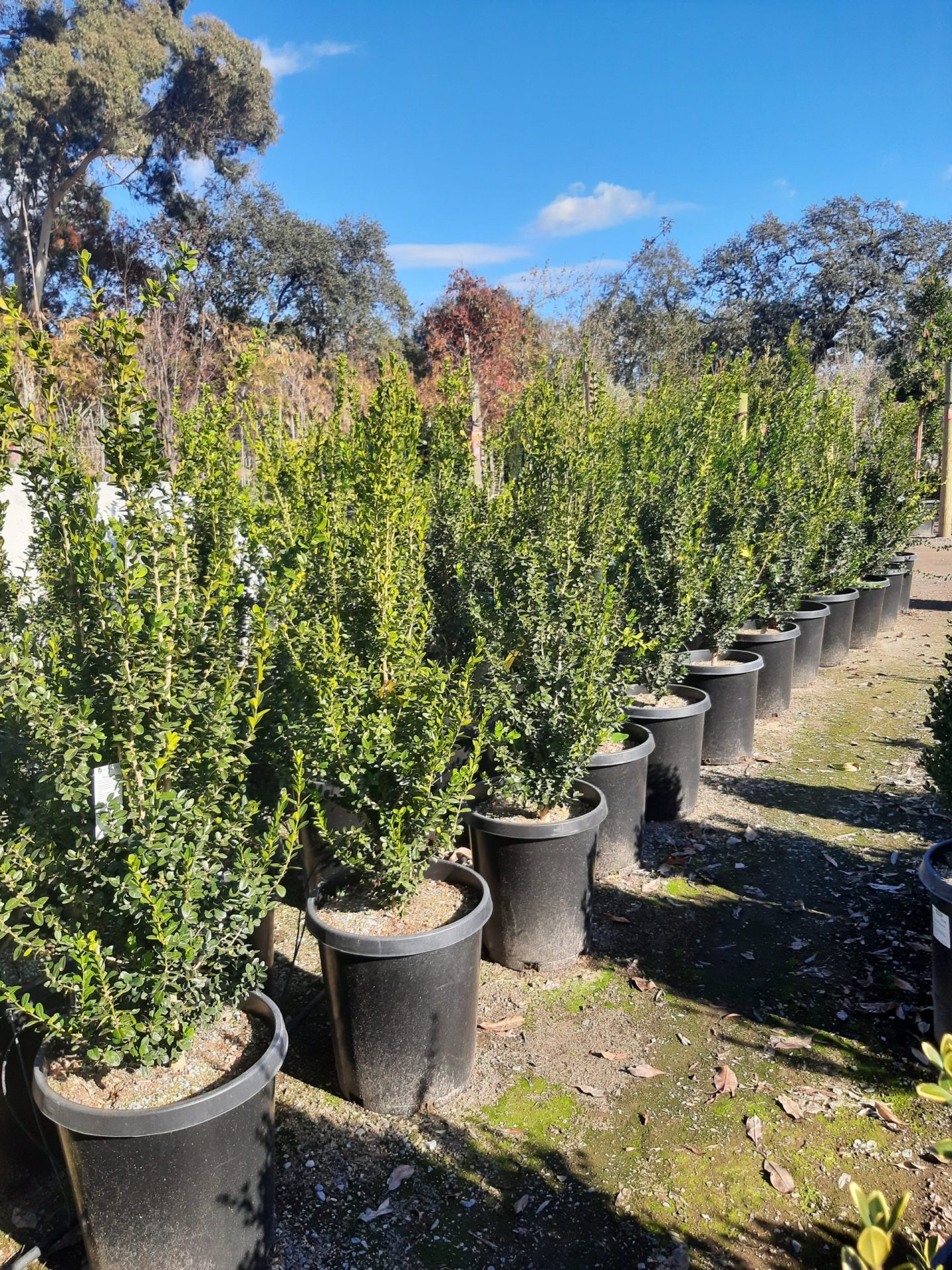 Buxus sempervirens 'Green Pillar' | Urban Tree Farm Nursery