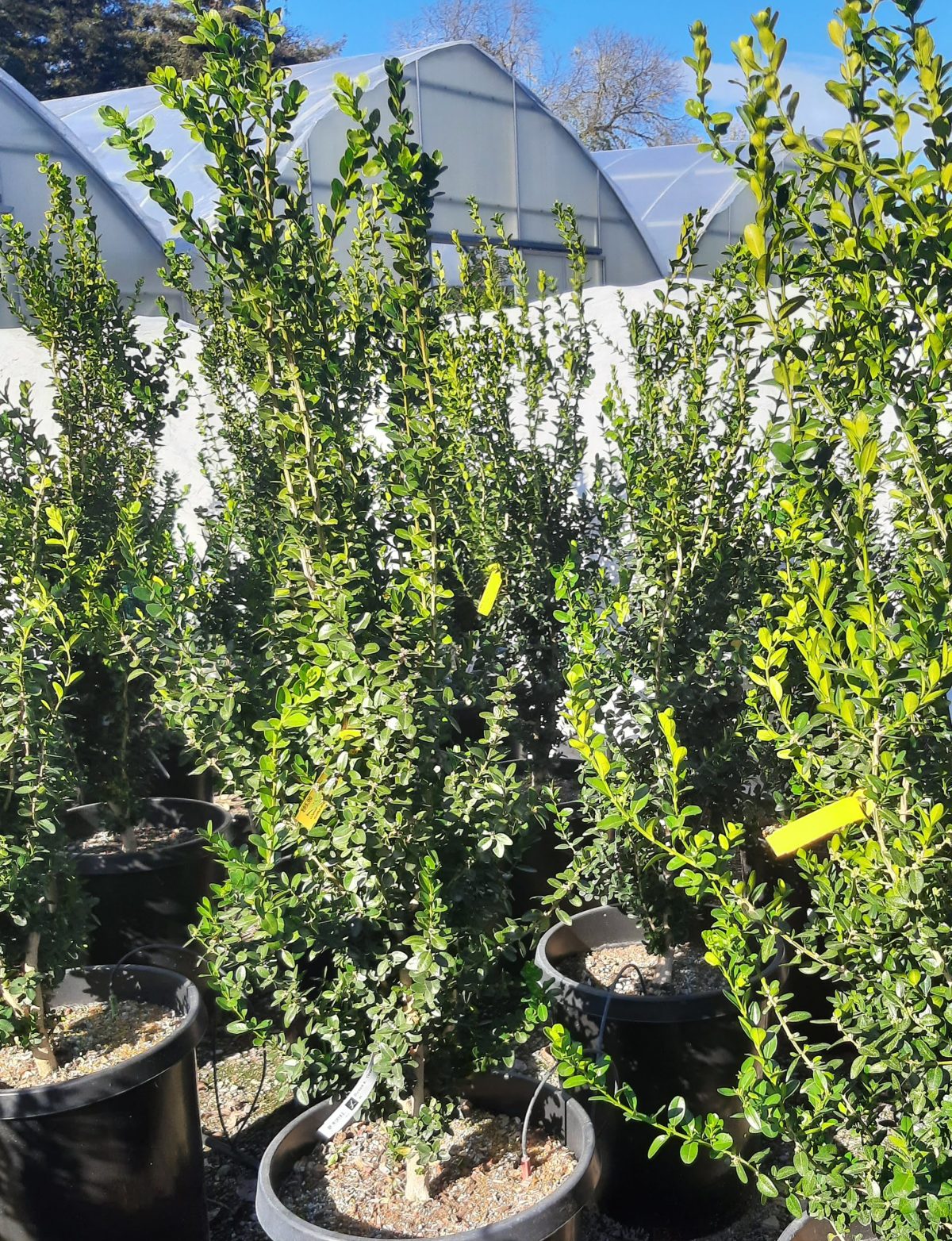 Buxus sempervirens 'Green Pillar' | Urban Tree Farm Nursery