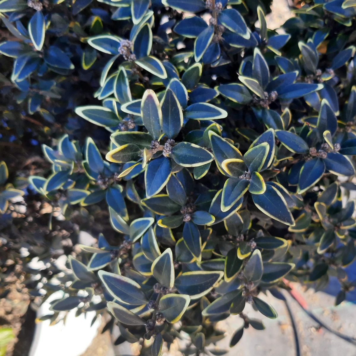 Buxus microphylla 'Golden Dream' | Urban Tree Farm Nursery