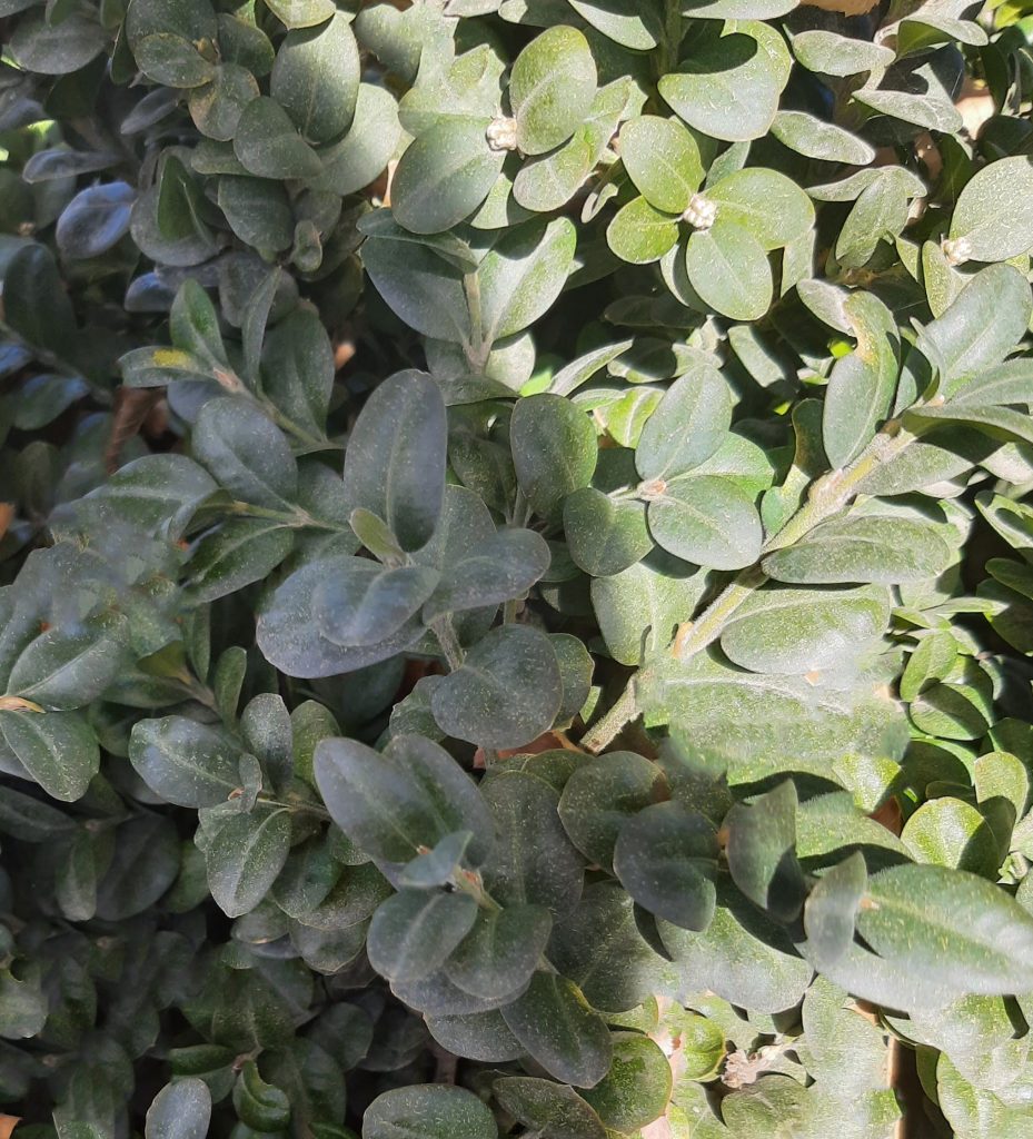 Buxus sempervirens 'Rotundifolia' GLOBE 30" | Urban Tree Farm Nursery