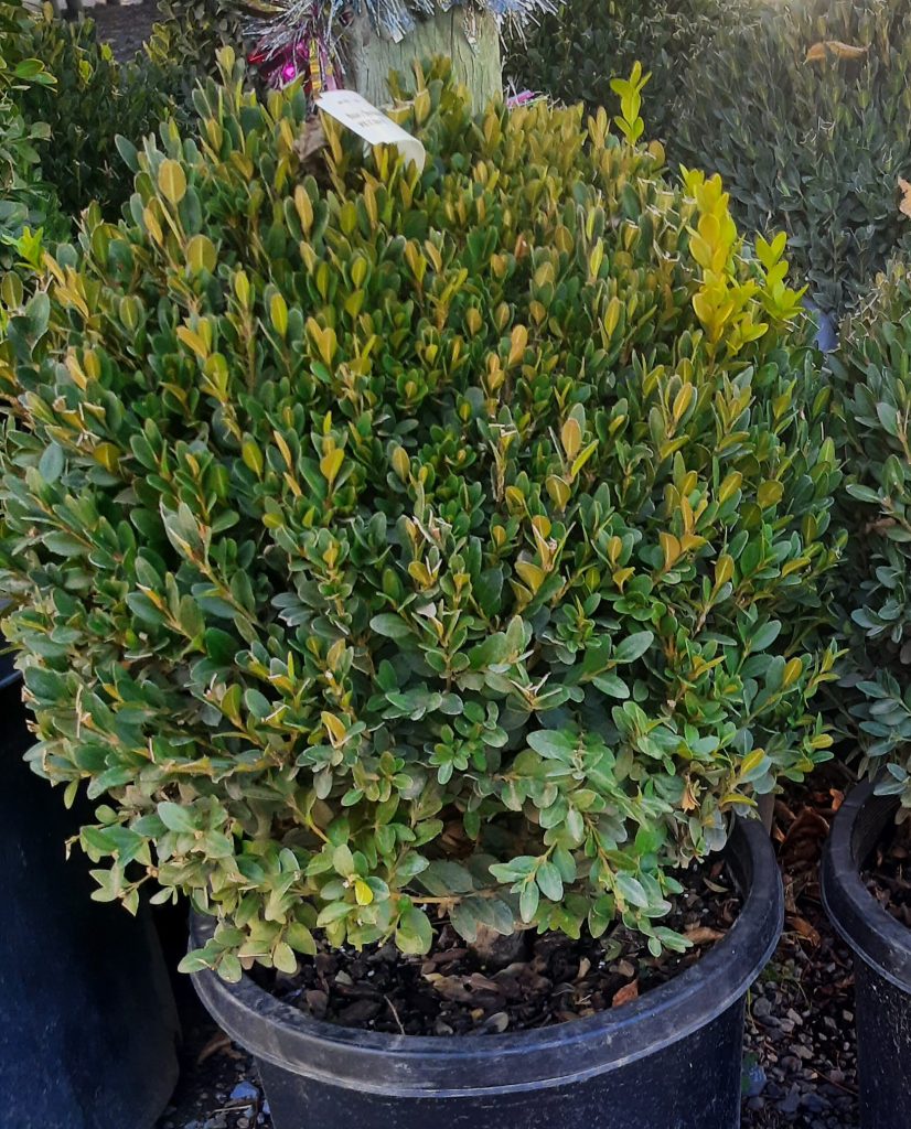 Buxus x 'Green Mountain' GLOBE 15" | Urban Tree Farm Nursery