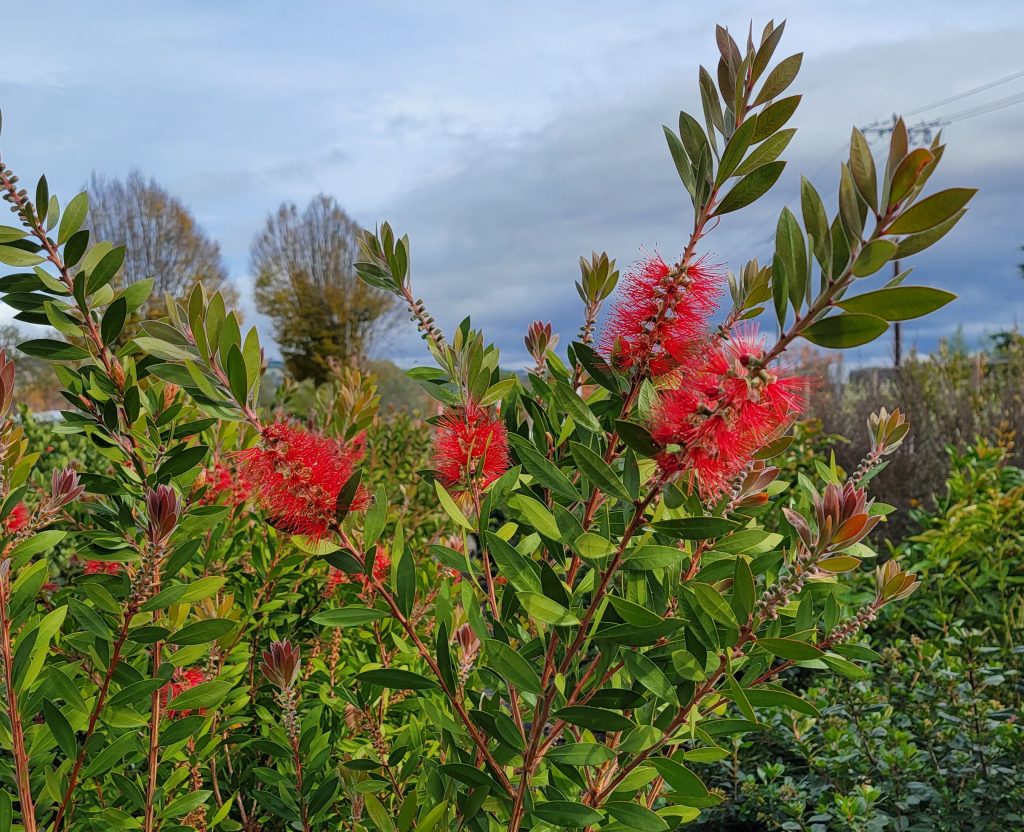 Callistemon citrinus | Urban Tree Farm Nursery