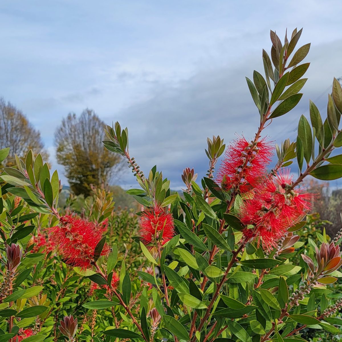 Callistemon citrinus 'Taree Pink' | Urban Tree Farm Nursery