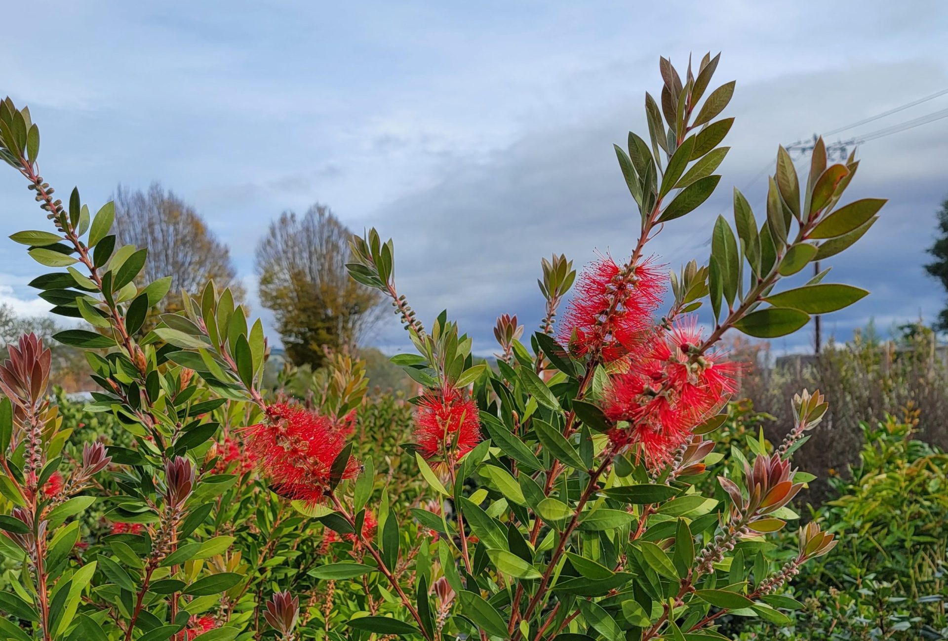 Callistemon citrinus PATIO | Urban Tree Farm Nursery